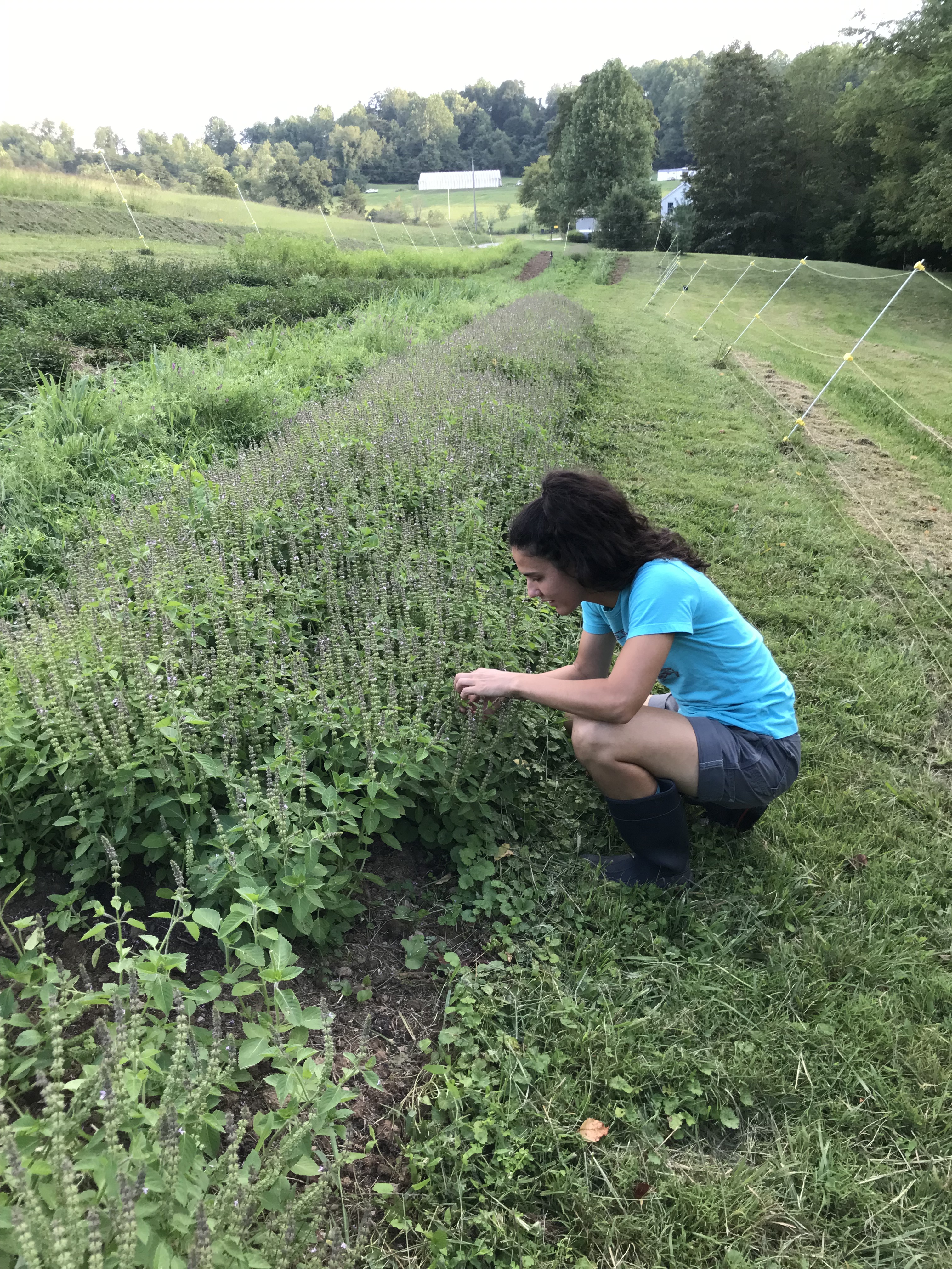 U-Pick at the Farm! – Little Muskingum Kettle Farm