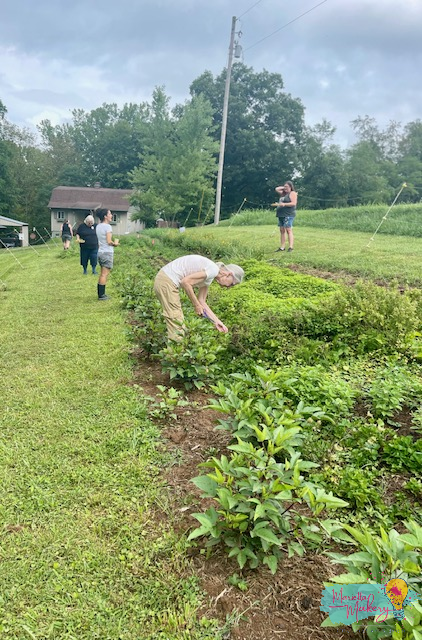 U-Pick Herbal Tea! – Little Muskingum Kettle Farm